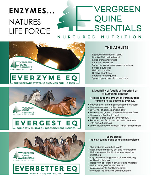 Enzymes: Evergreen Equine Essentials